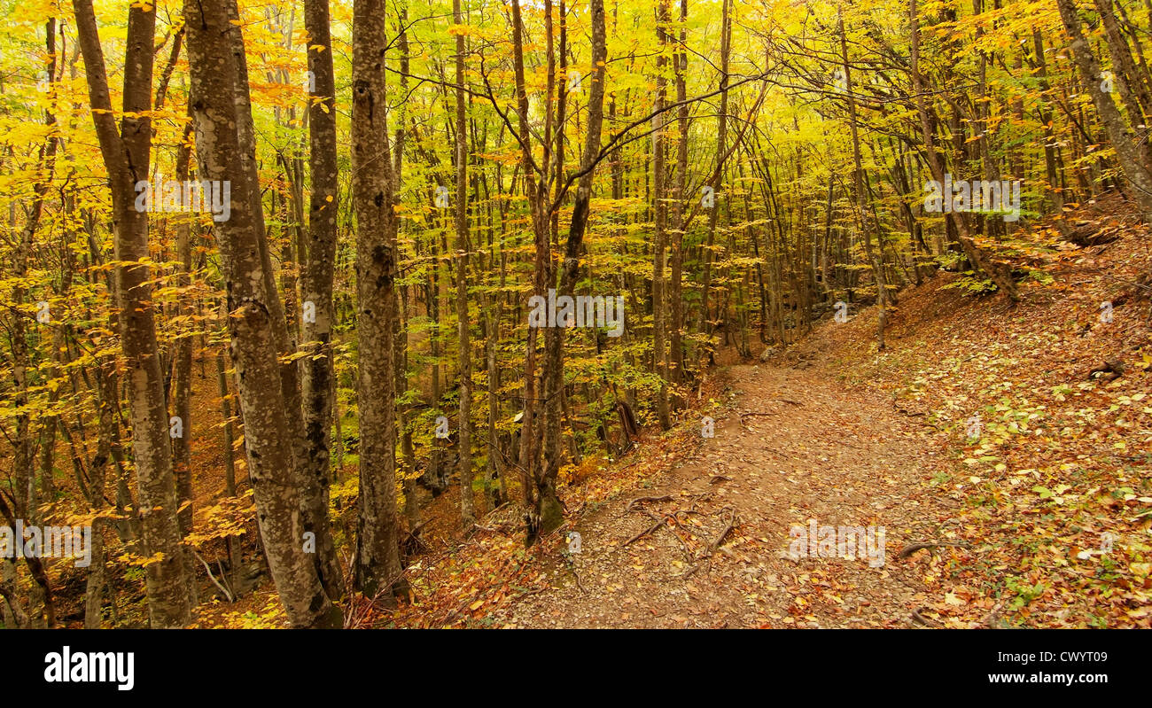 pathway on a hill in autumn forest Stock Photo - Alamy