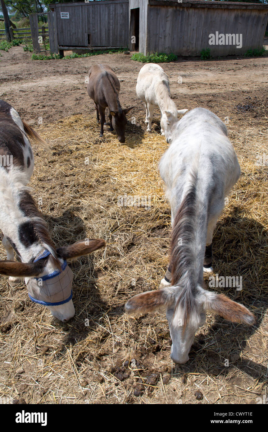 Mules eating in farm yard Stock Photo - Alamy