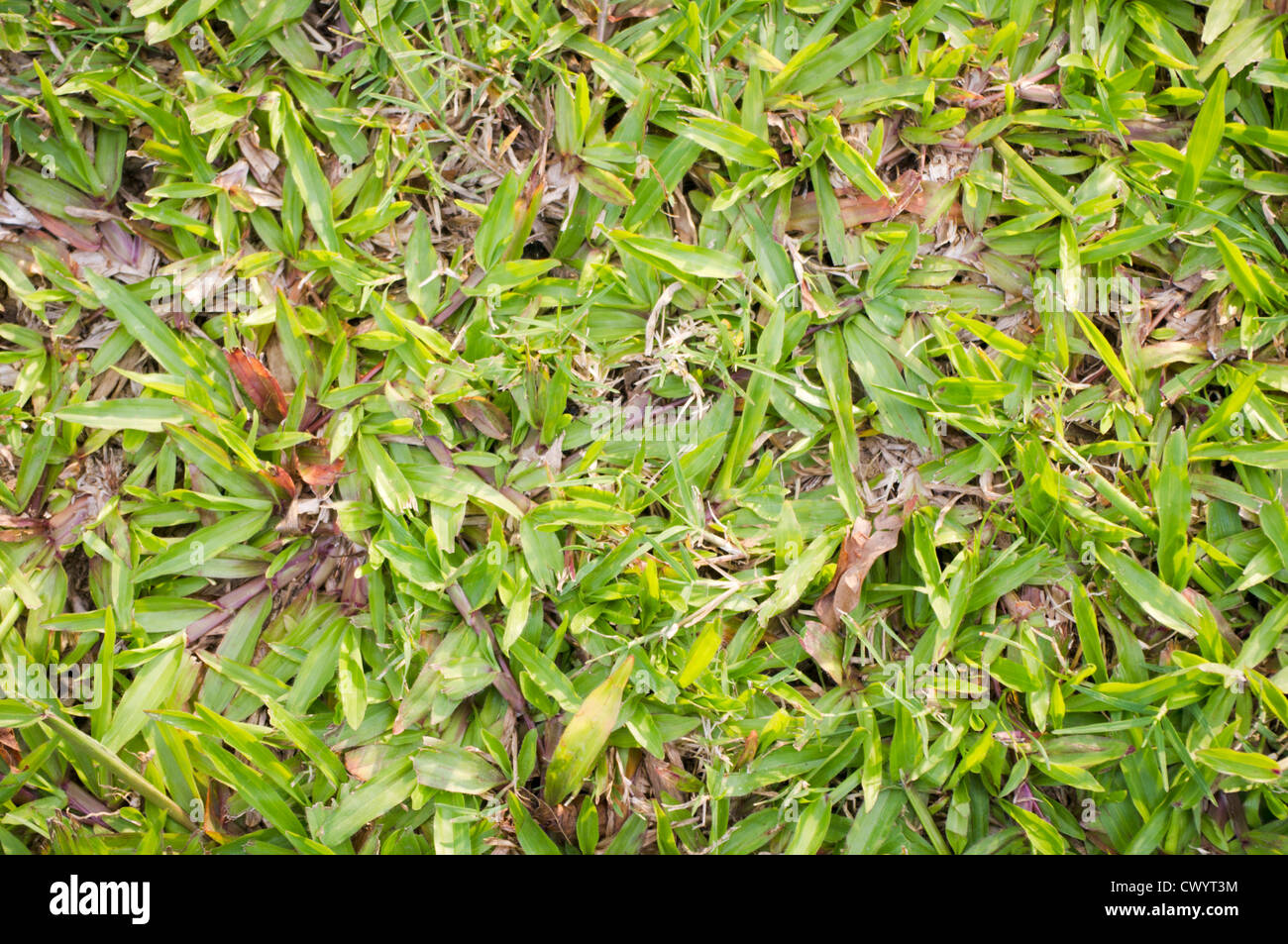 green grass texture background, for environmental theme. Close-up view ...