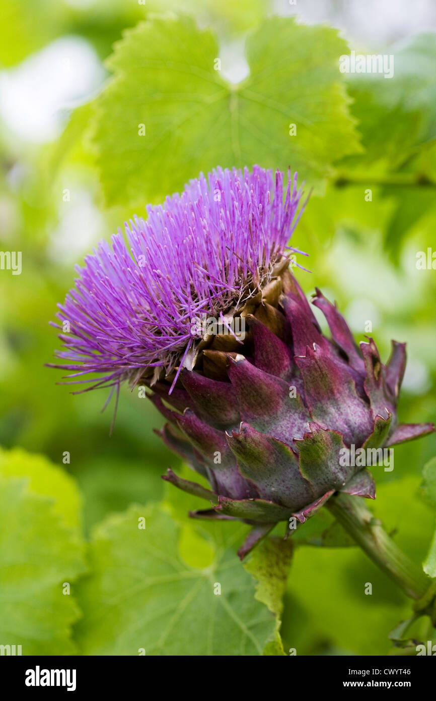 Ornamental artichokes hi-res stock photography and images - Alamy