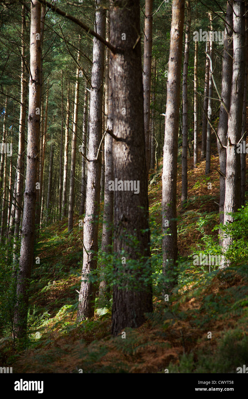 Plantation Pine tree trunks in Coombs Wood, Armathwaite, Eden Valley ...