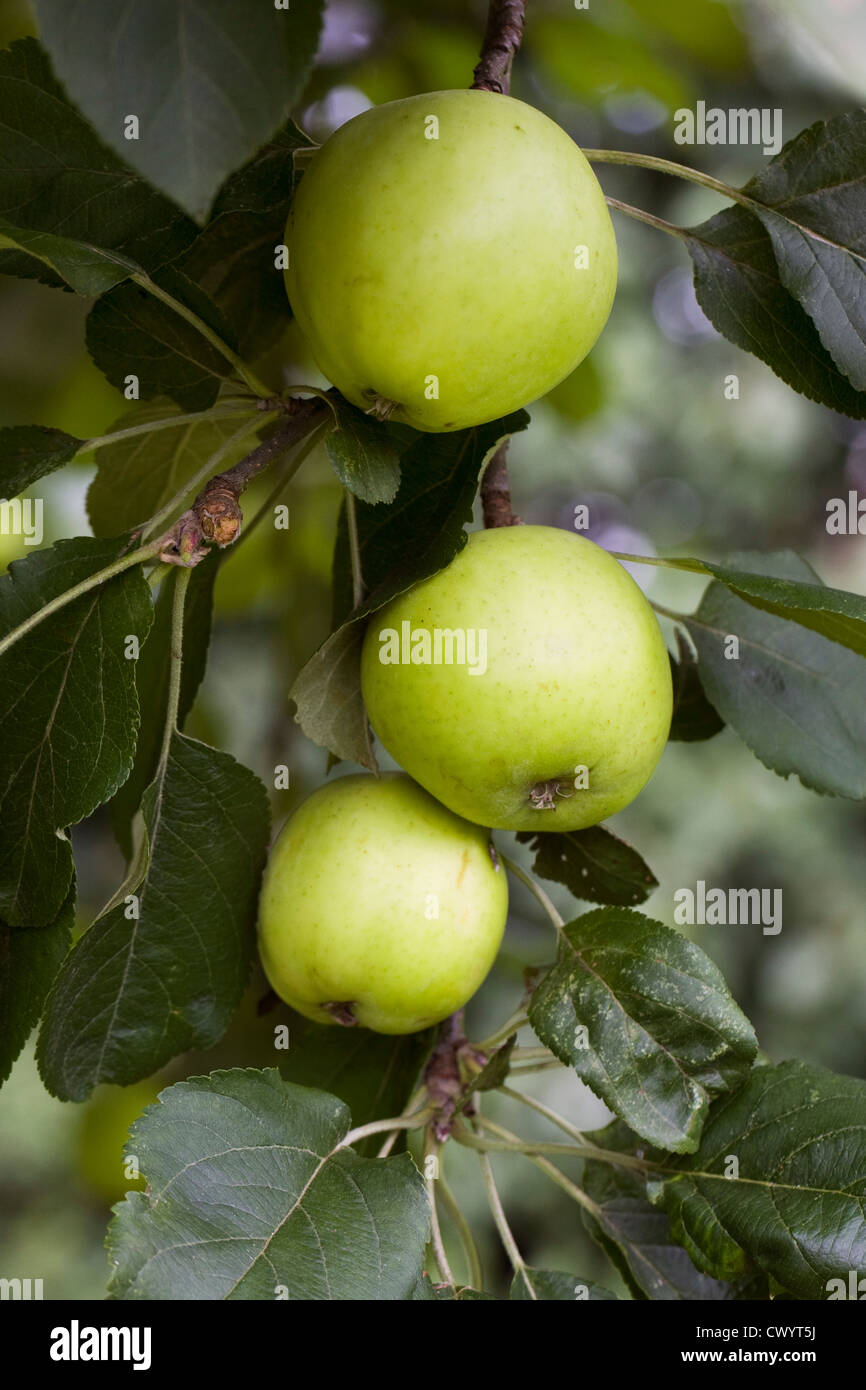 Malus domestica 'Early Victoria'. Apples growing in an English orchard ...