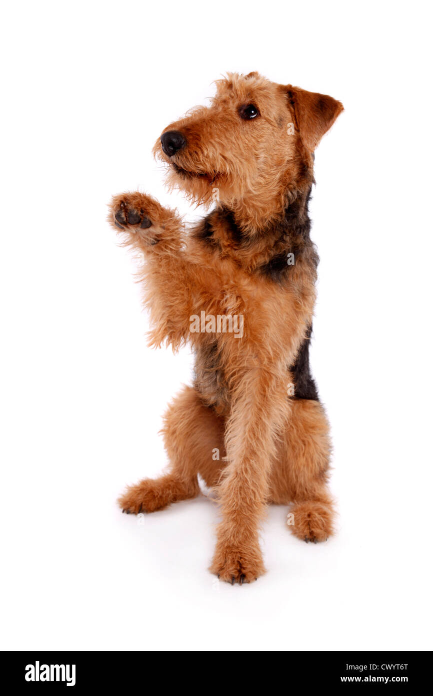 sitting Airedale Terrier Stock Photo - Alamy