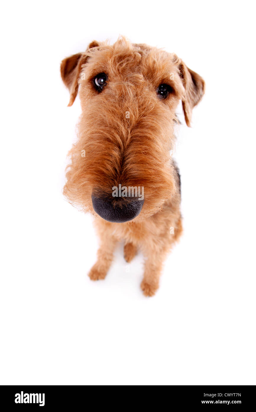 sitting Airedale Terrier Stock Photo - Alamy