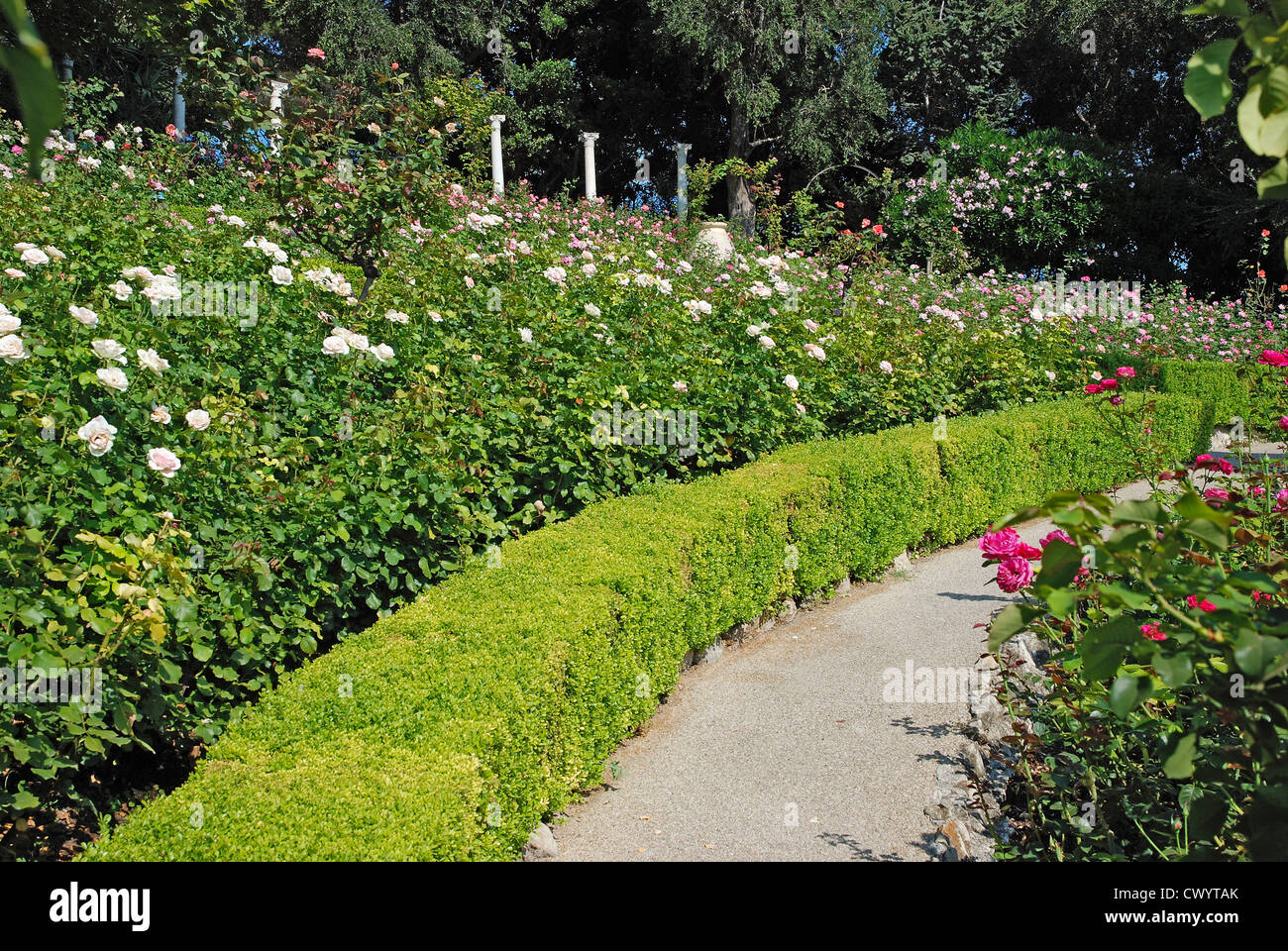 path among the roses in a beautiful garden Stock Photo - Alamy