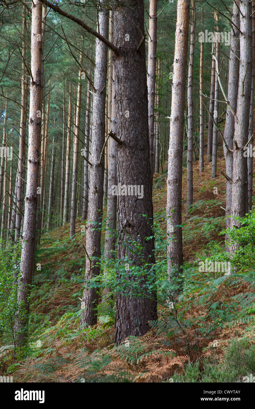 Plantation Pine tree trunks in Coombs Wood, Armathwaite, Eden Valley ...