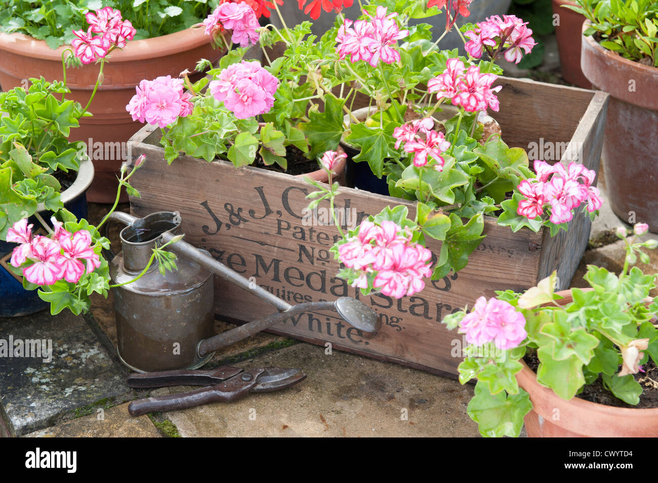 Ivy geraniums hi-res stock photography and images - Alamy
