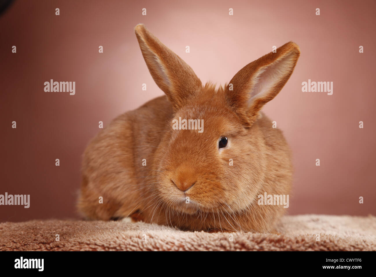 Buck rabbit babies hi-res stock photography and images - Alamy