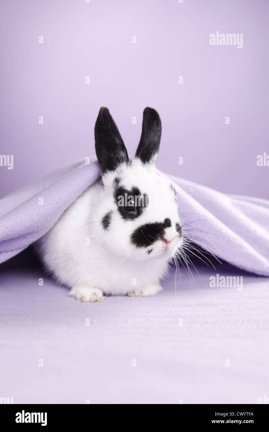 White pygmy hi-res stock photography and images - Alamy