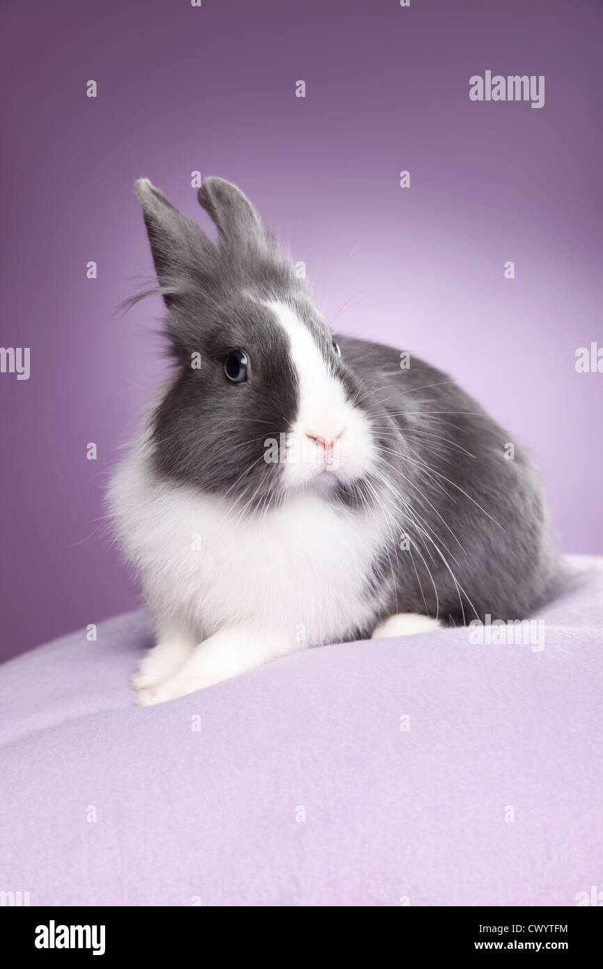 Grey lionhead hi-res stock photography and images - Alamy