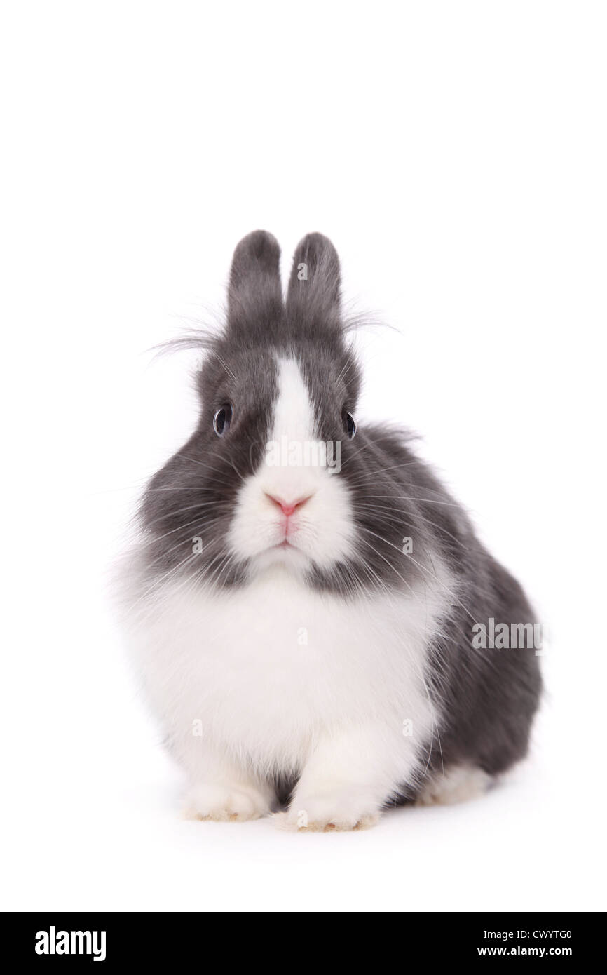 Lion head cutout hi-res stock photography and images - Alamy