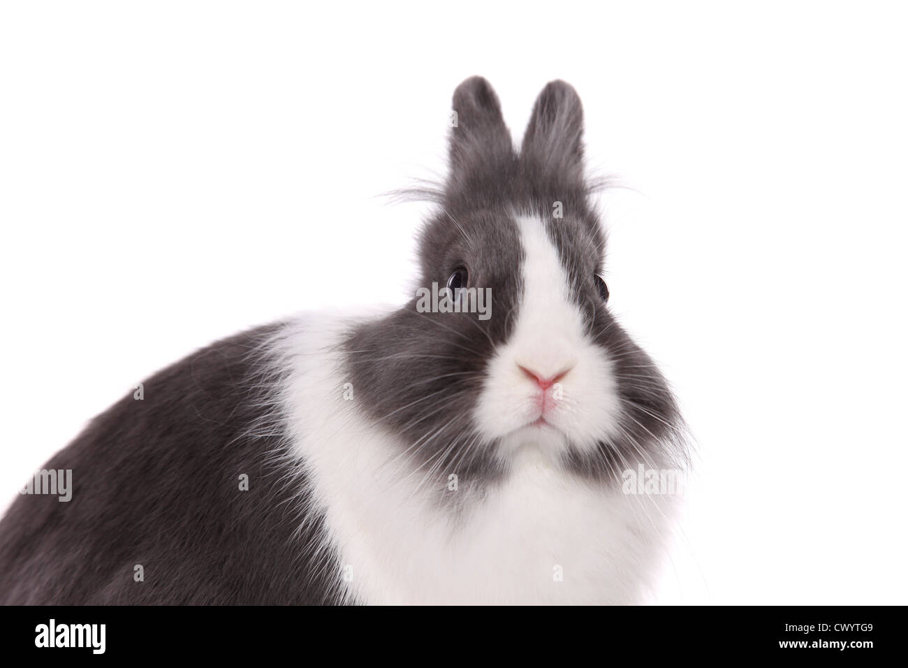 Lionhead rabbits hi-res stock photography and images - Alamy