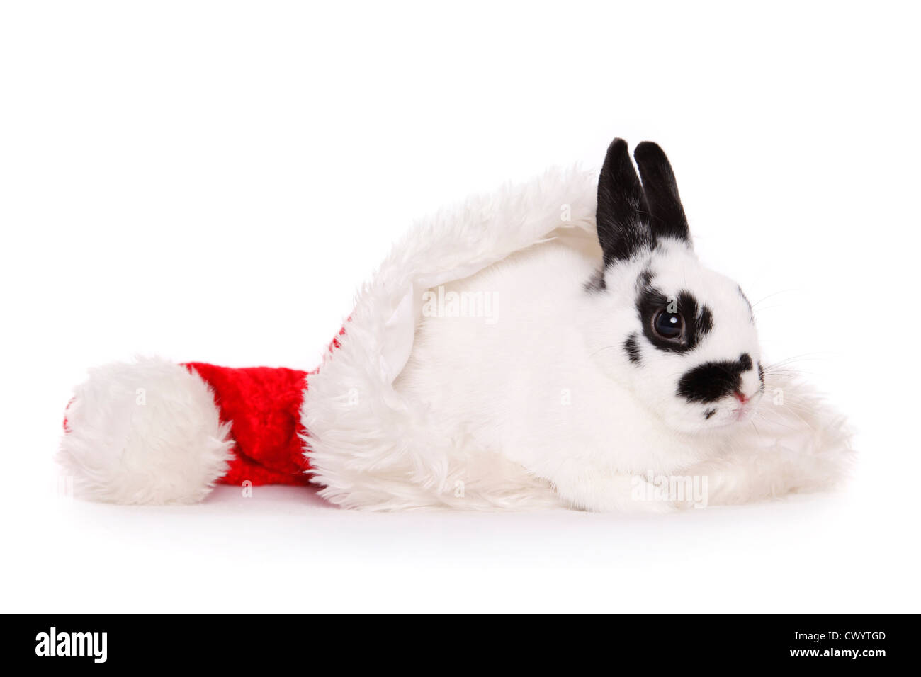 Bunny rabbit side view Cut Out Stock Images & Pictures - Alamy