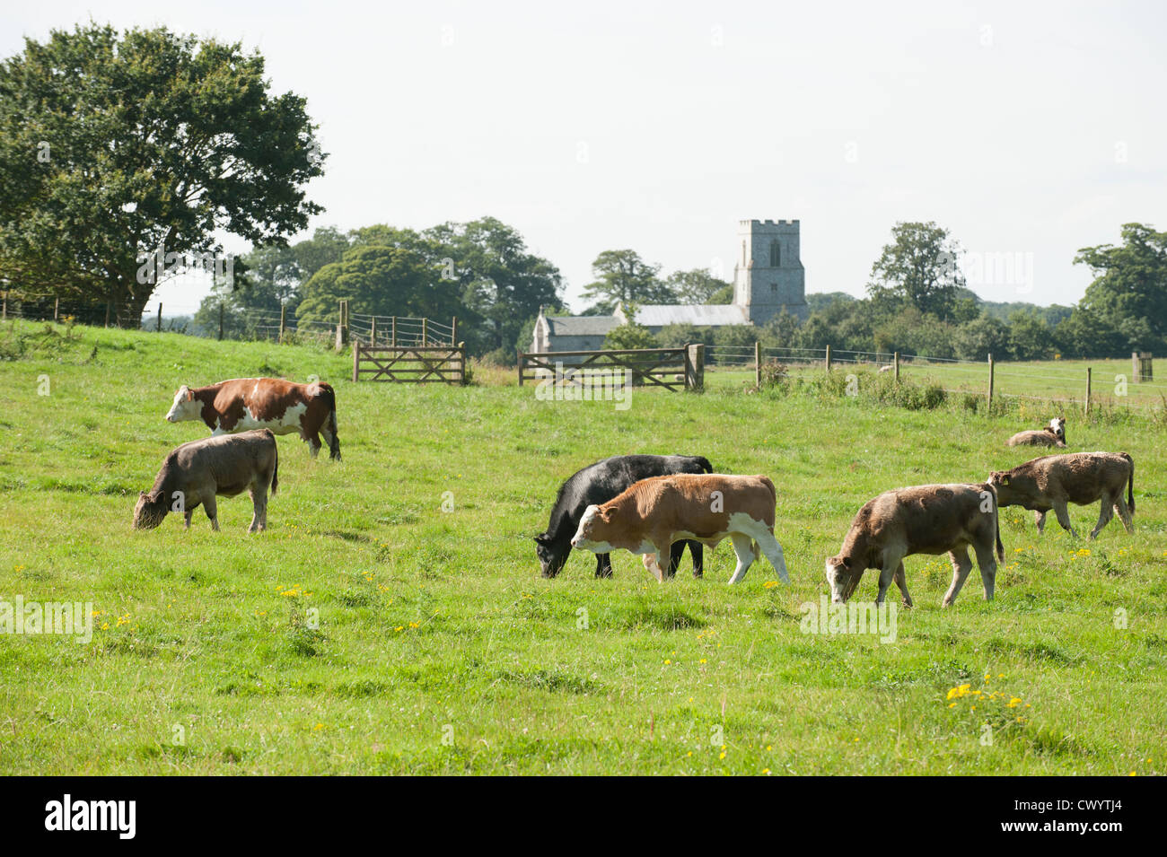Beef cattle grazing in pasture hi-res stock photography and images - Alamy