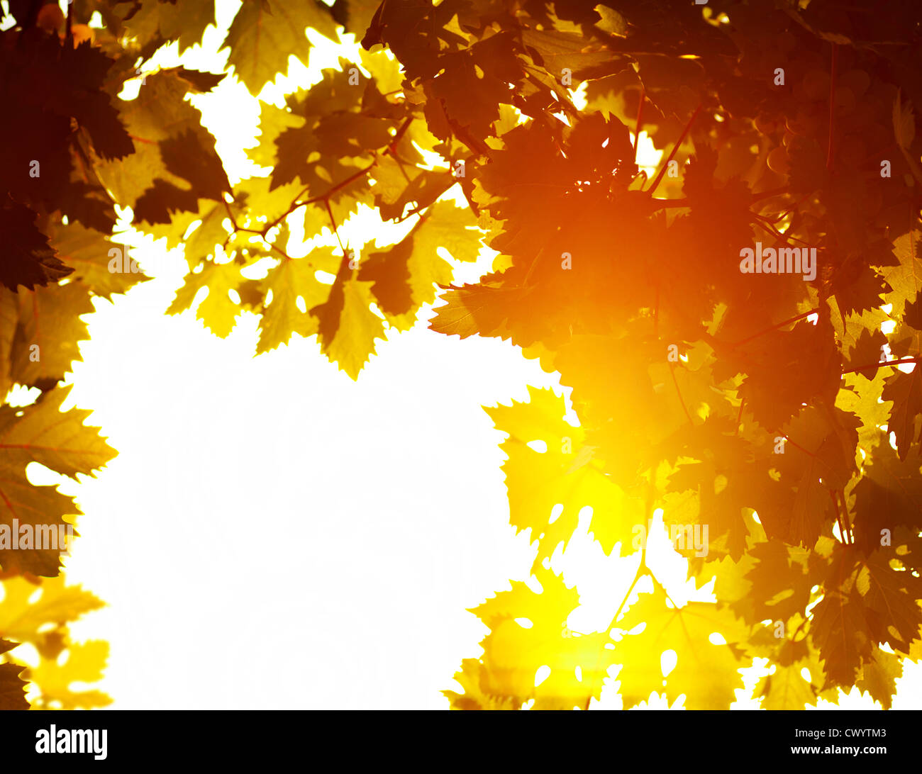 Autumn leaves frame, photo of sunlight through fresh grape leaves ...