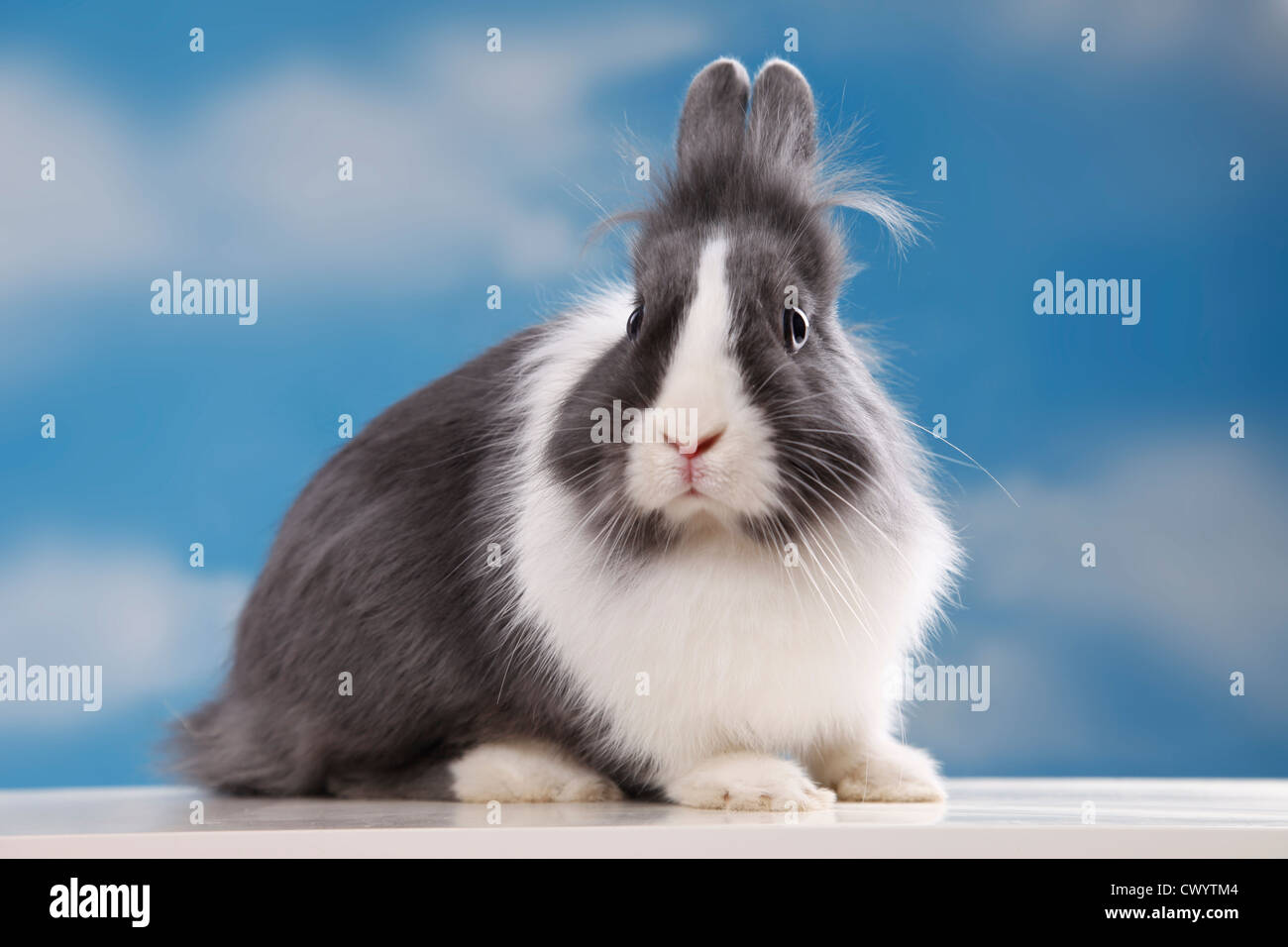 Lionhead dwarf rabbit hi-res stock photography and images - Alamy
