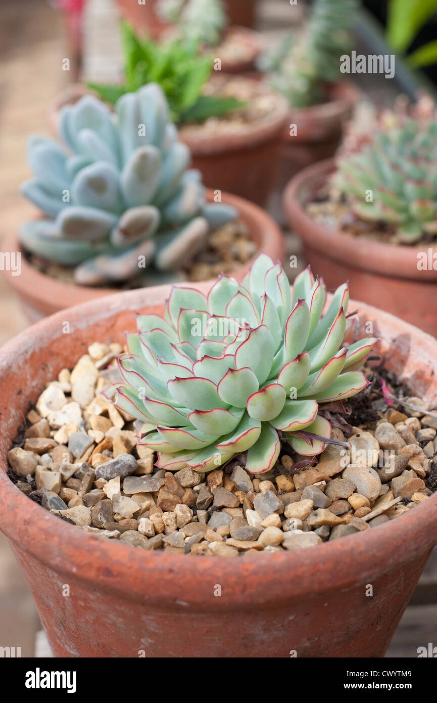 Sempervivums hi-res stock photography and images - Alamy