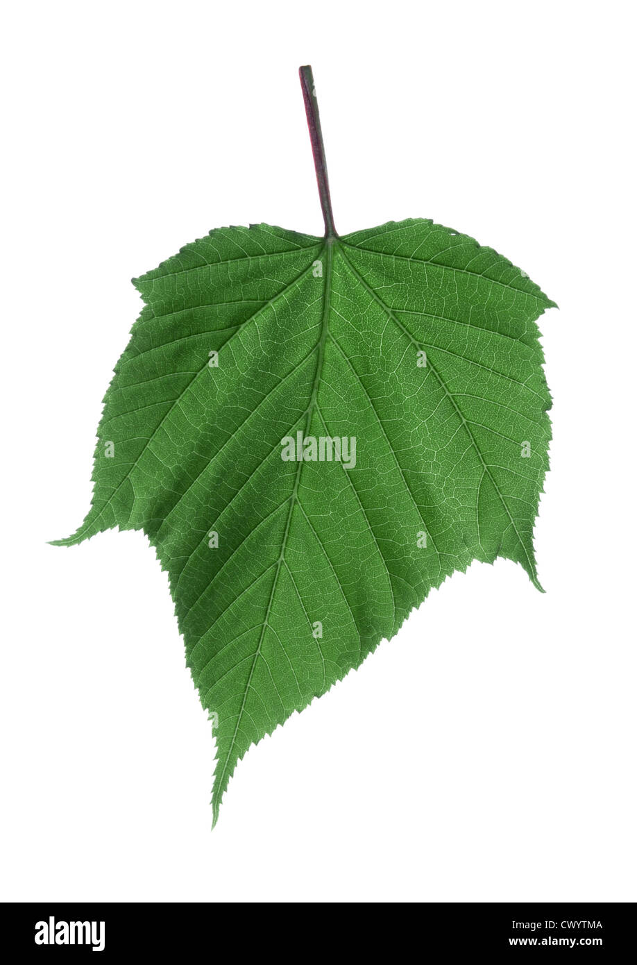 Acer capillipes Cut Out Stock Images & Pictures - Alamy