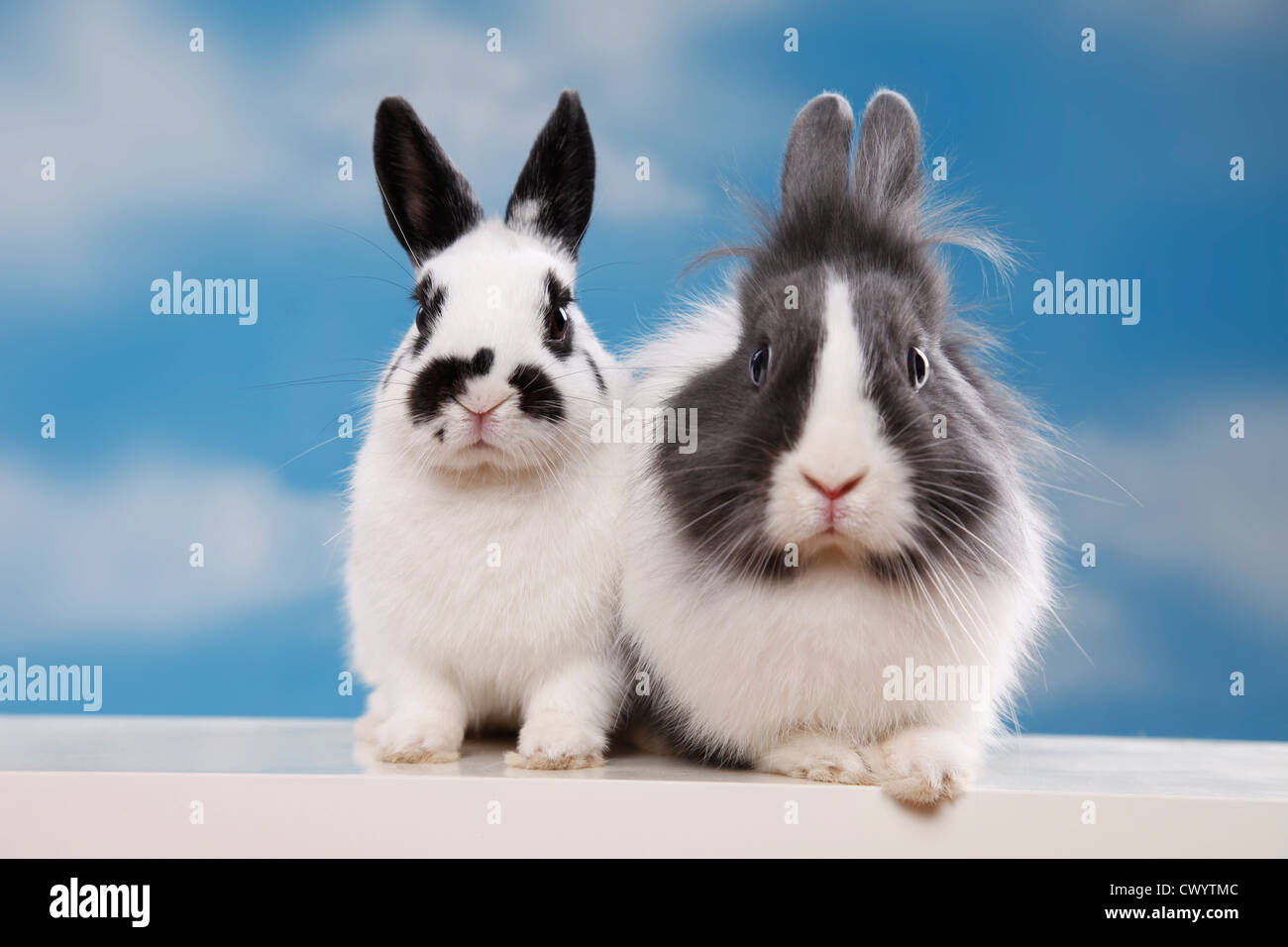 Spotted rabbit hi-res stock photography and images - Alamy