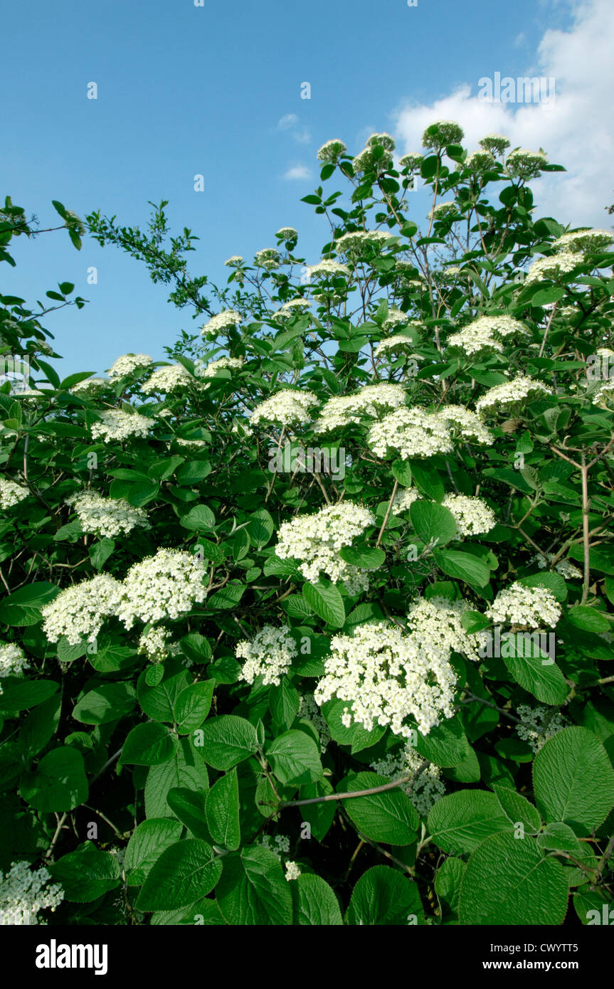 Wayfaring-tree Viburnum lantana Caprifoliaceae Stock Photo - Alamy