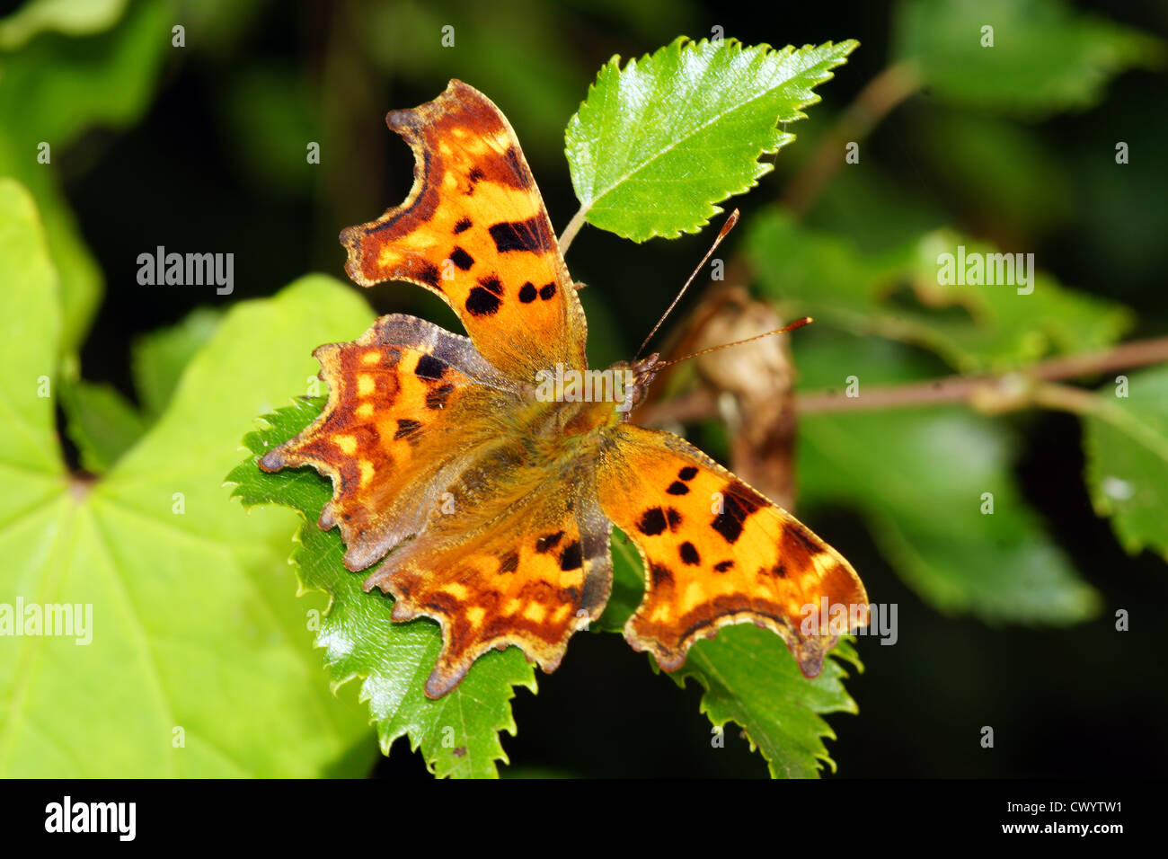 Comma yorkshire hi-res stock photography and images - Alamy