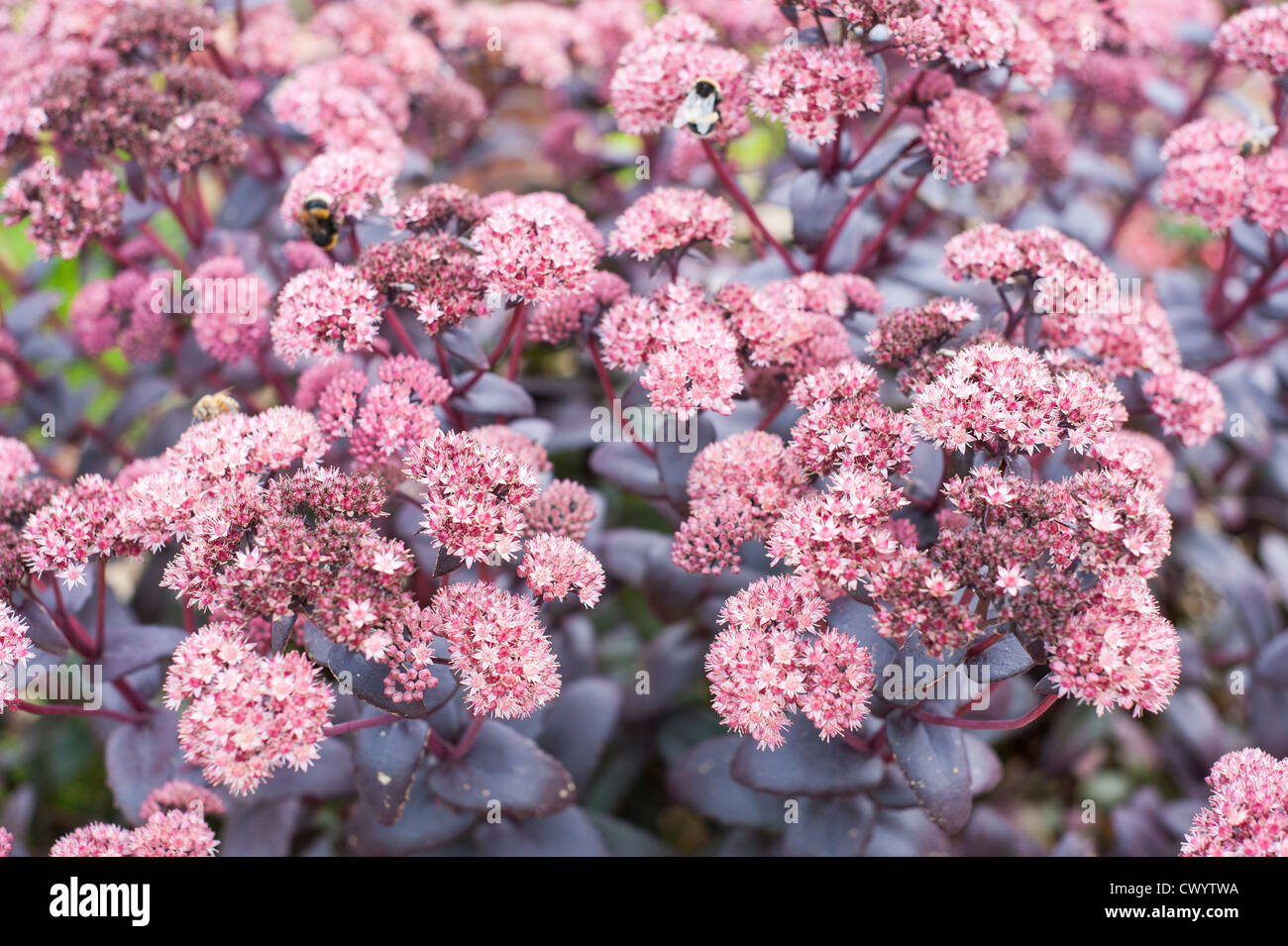 Sedum Purple Emperor