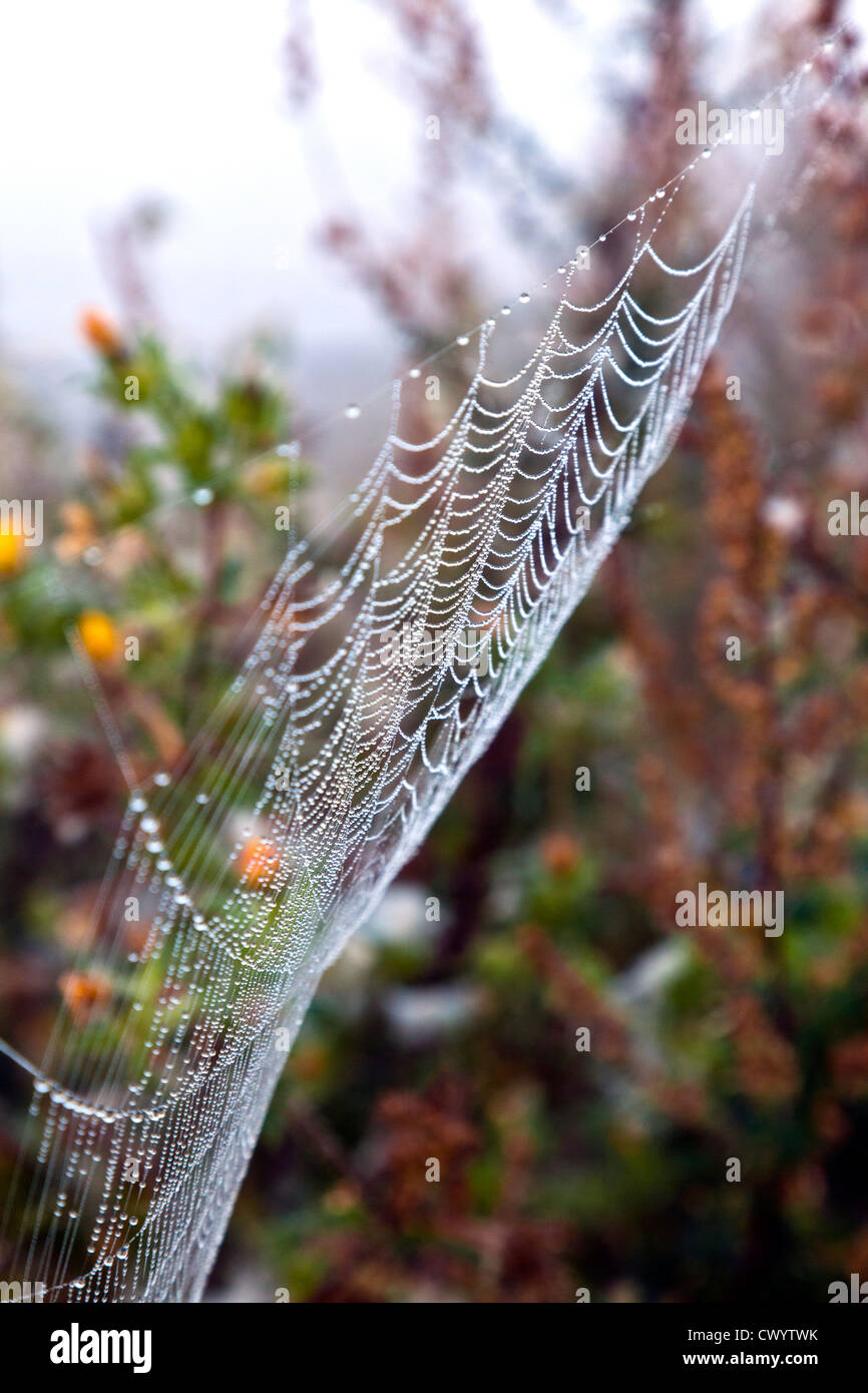 Dew Drenched Cobweb Hanging from Undergrowth on Misty Morning Stock ...