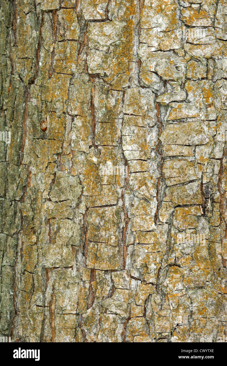 Almond leaved pear tree hi-res stock photography and images - Alamy