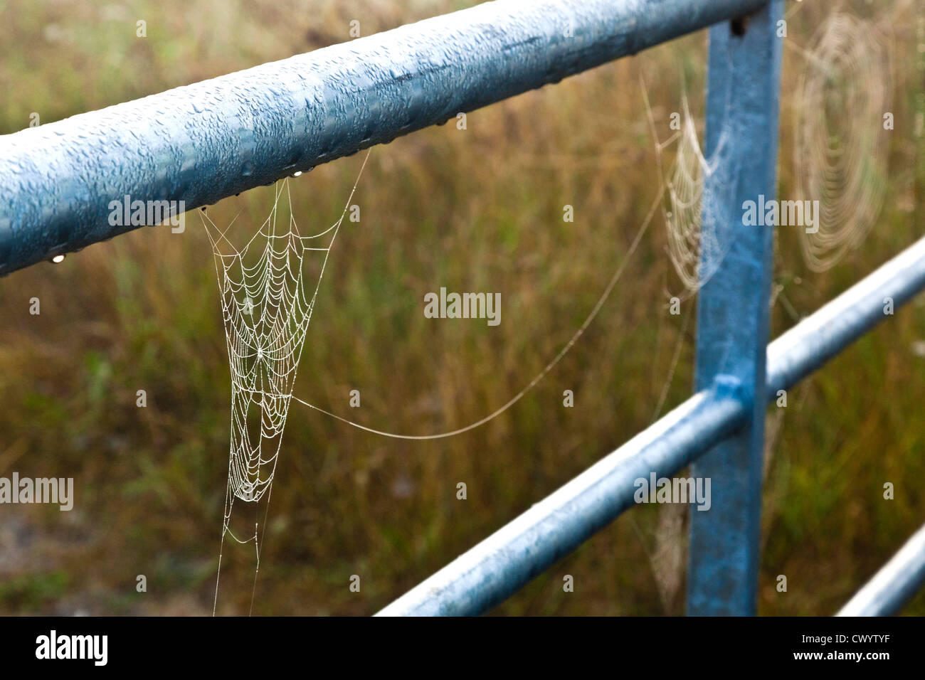 Cobwebs Hanging from Metal farm Gate Covered in Dew Stock Photo - Alamy
