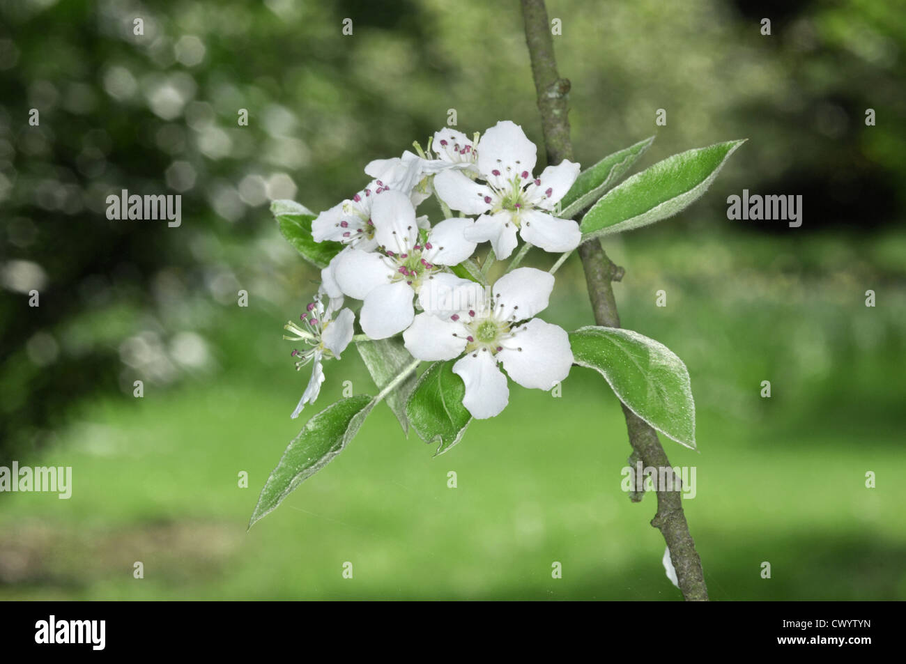 Almond leaved pear tree hi-res stock photography and images - Alamy