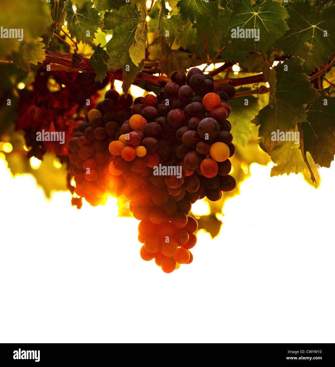 Image of beautiful grape vine over sunset, fresh ripe fruit border ...