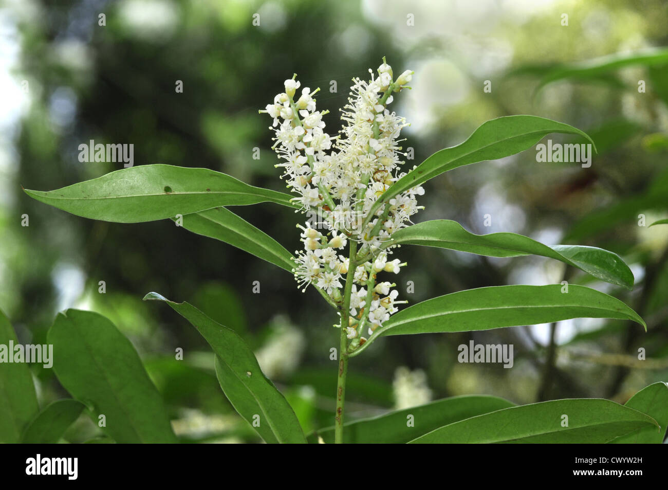Cherry Laurel Prunus laurocerasus Rosaceae Stock Photo - Alamy