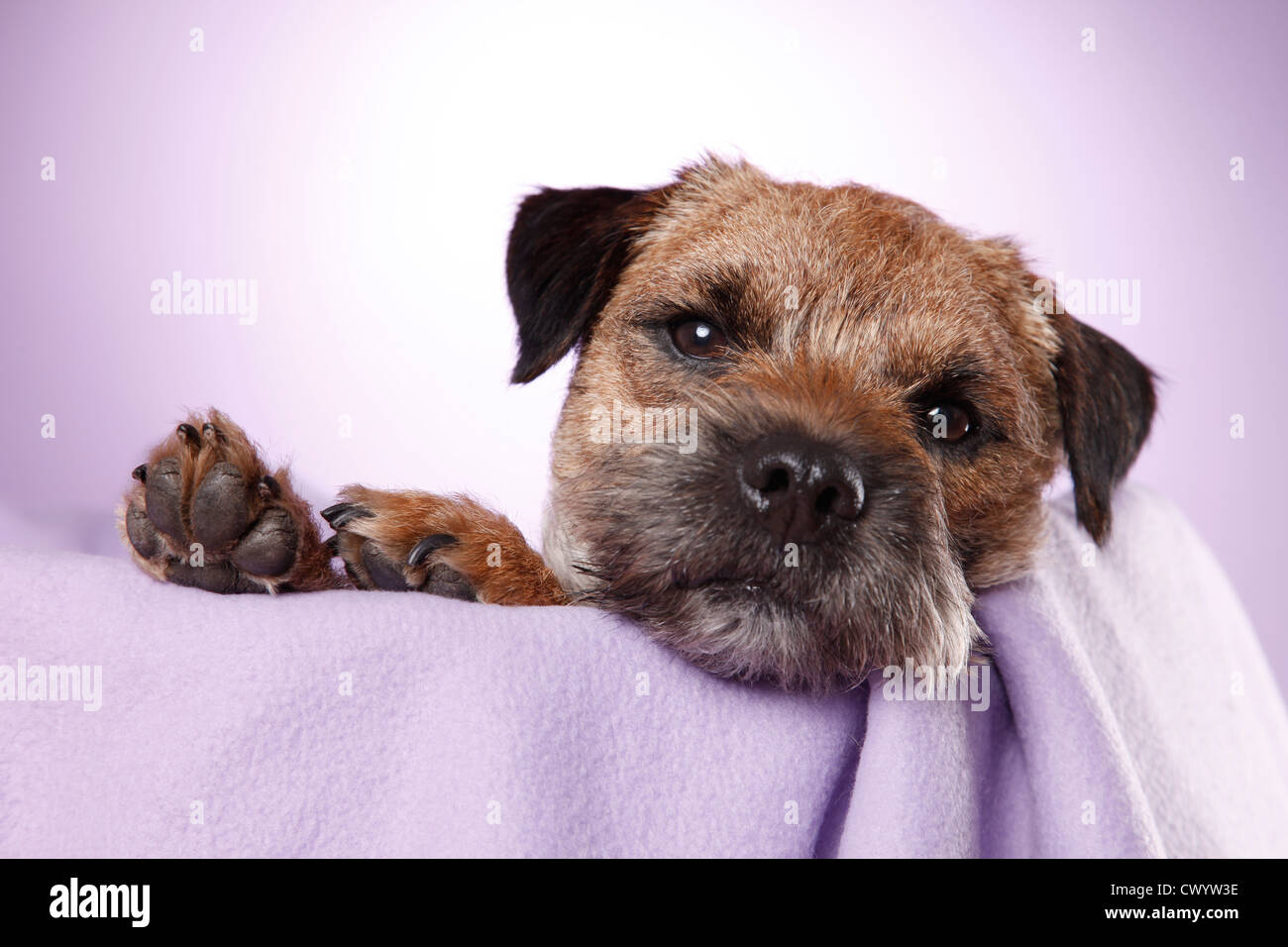 Cute border terrier hi-res stock photography and images - Alamy