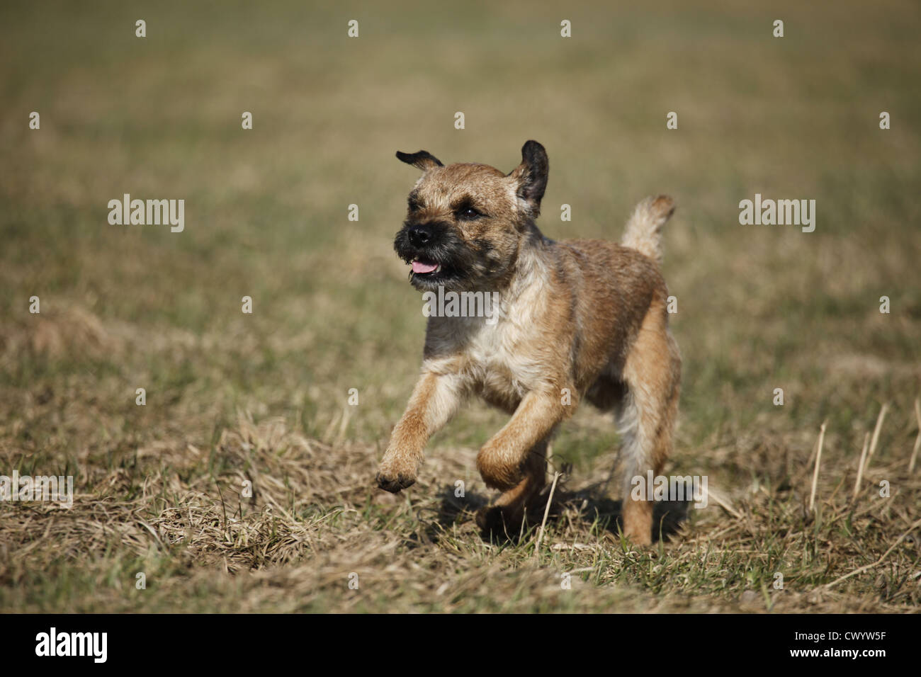 running Border Terrier Stock Photo - Alamy
