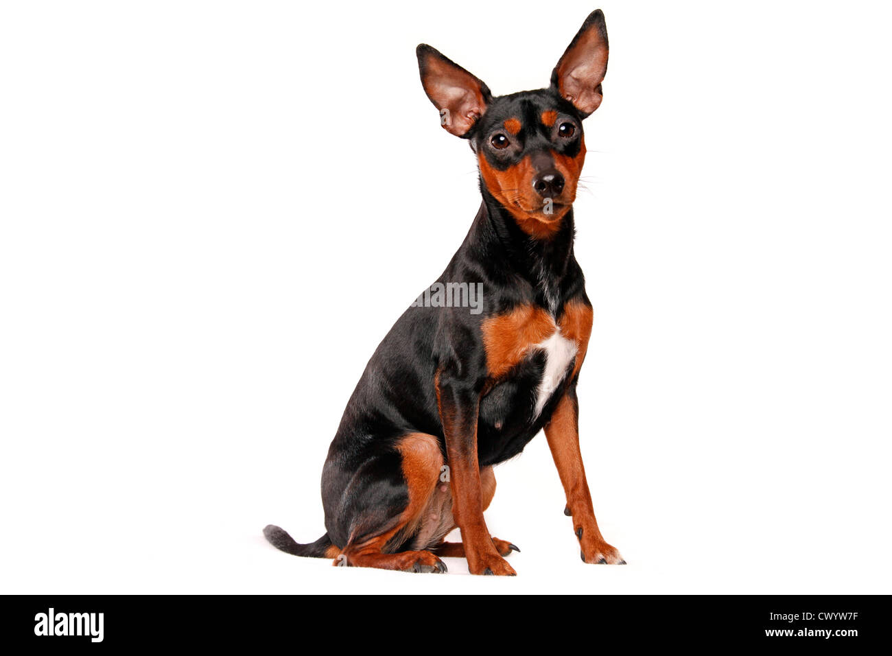 sitting miniature pinscher Stock Photo - Alamy