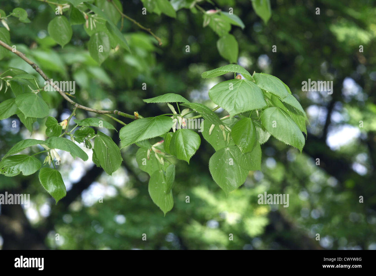 Crimean trees hi-res stock photography and images - Alamy