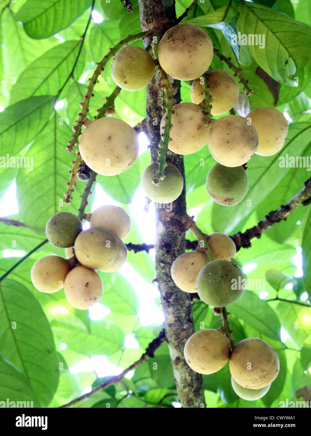 Langsat tree hi-res stock photography and images - Alamy