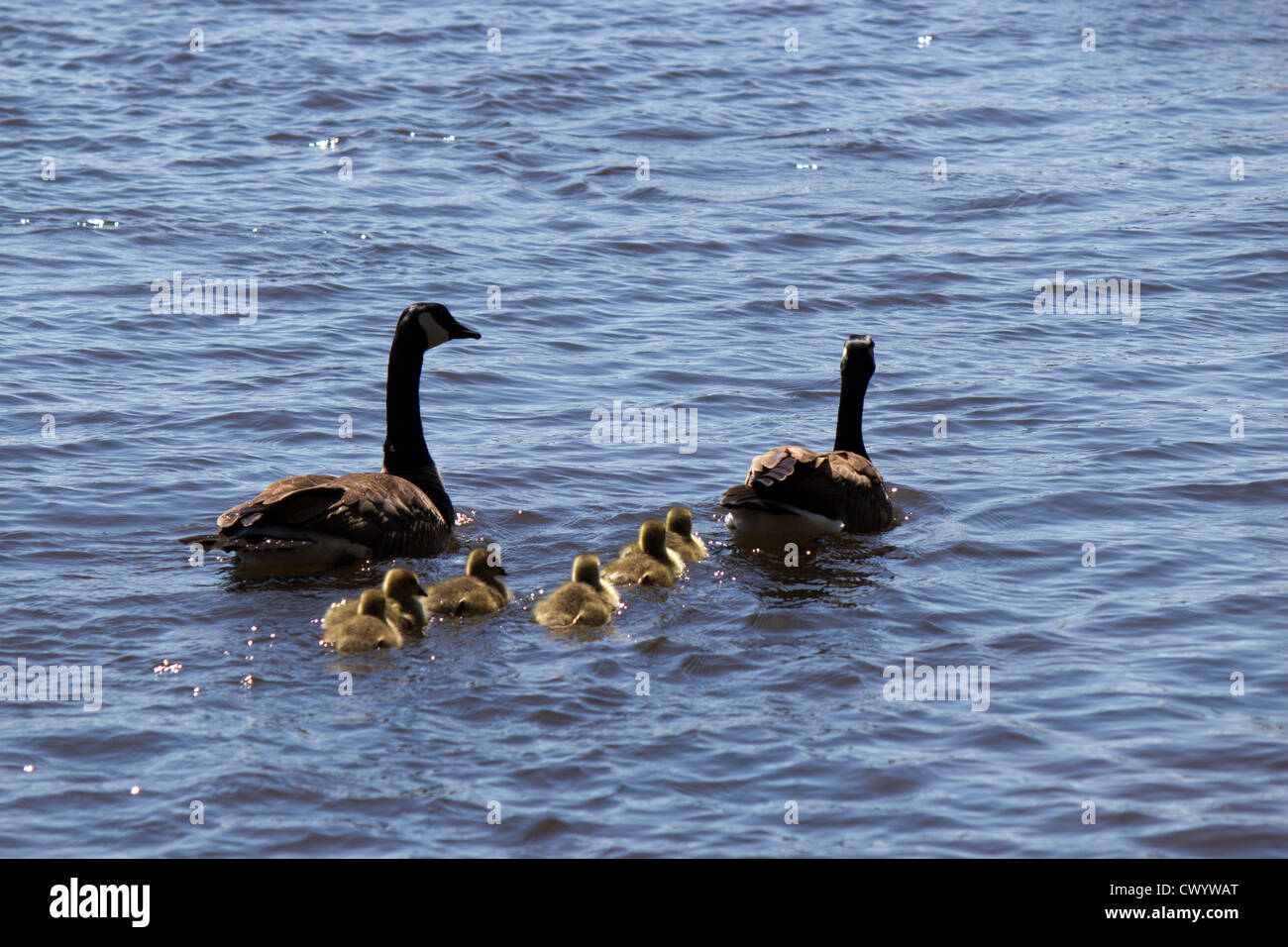 Canadian goose and gander swimming with their gosling Stock Photo - Alamy