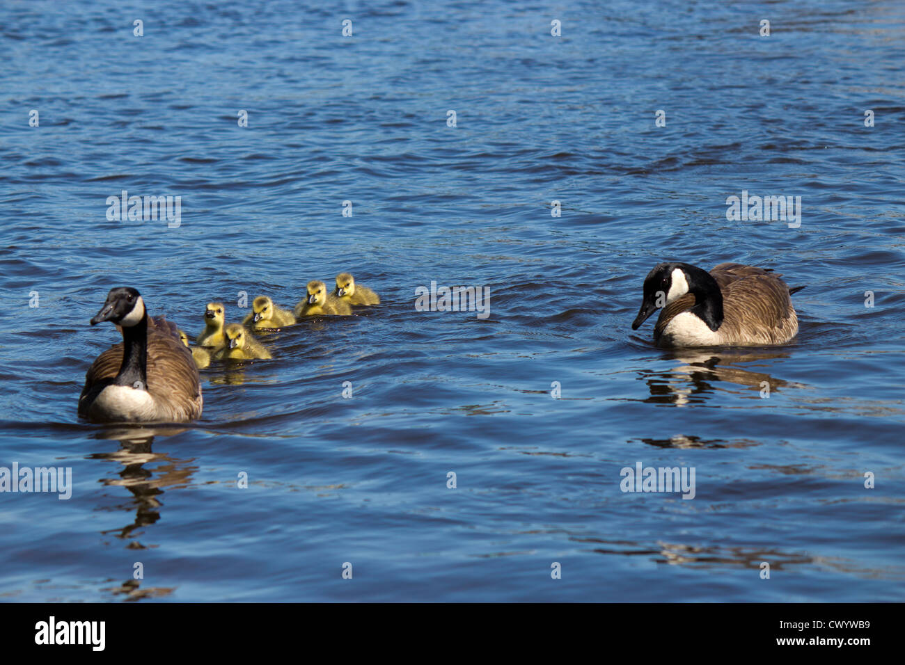 Canadian goose and gander swimming with their gosling Stock Photo - Alamy