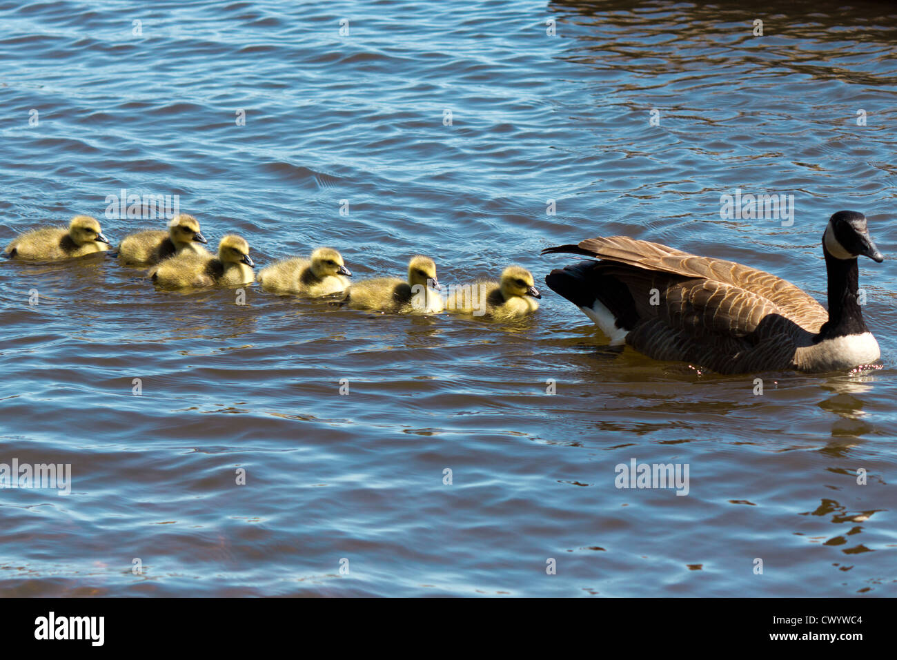 Canadian goose swimming with thier goslings Stock Photo - Alamy