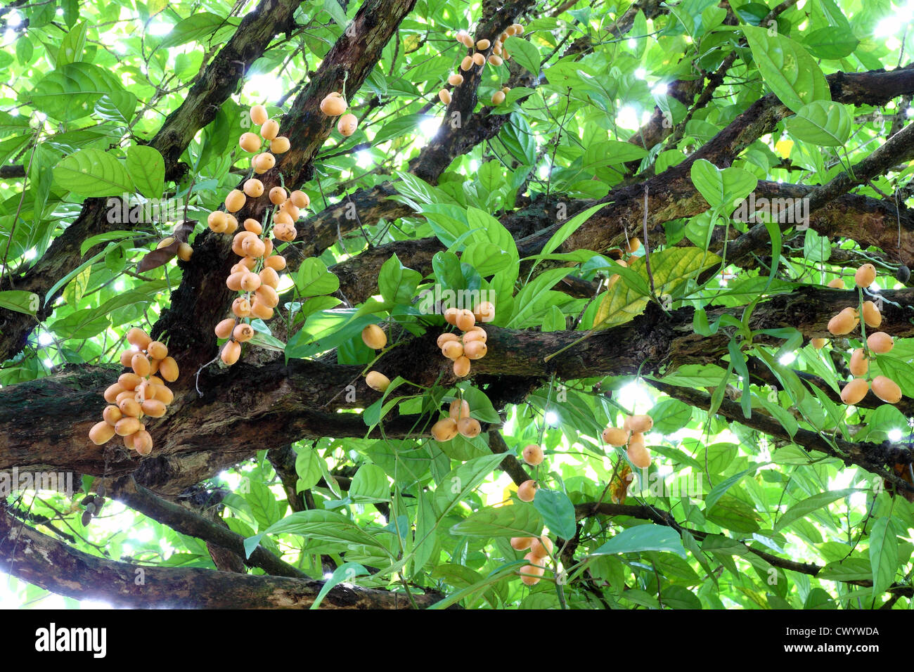 Bunch of Burmese grape (Baccaurea ramiflora) on tree Stock Photo - Alamy