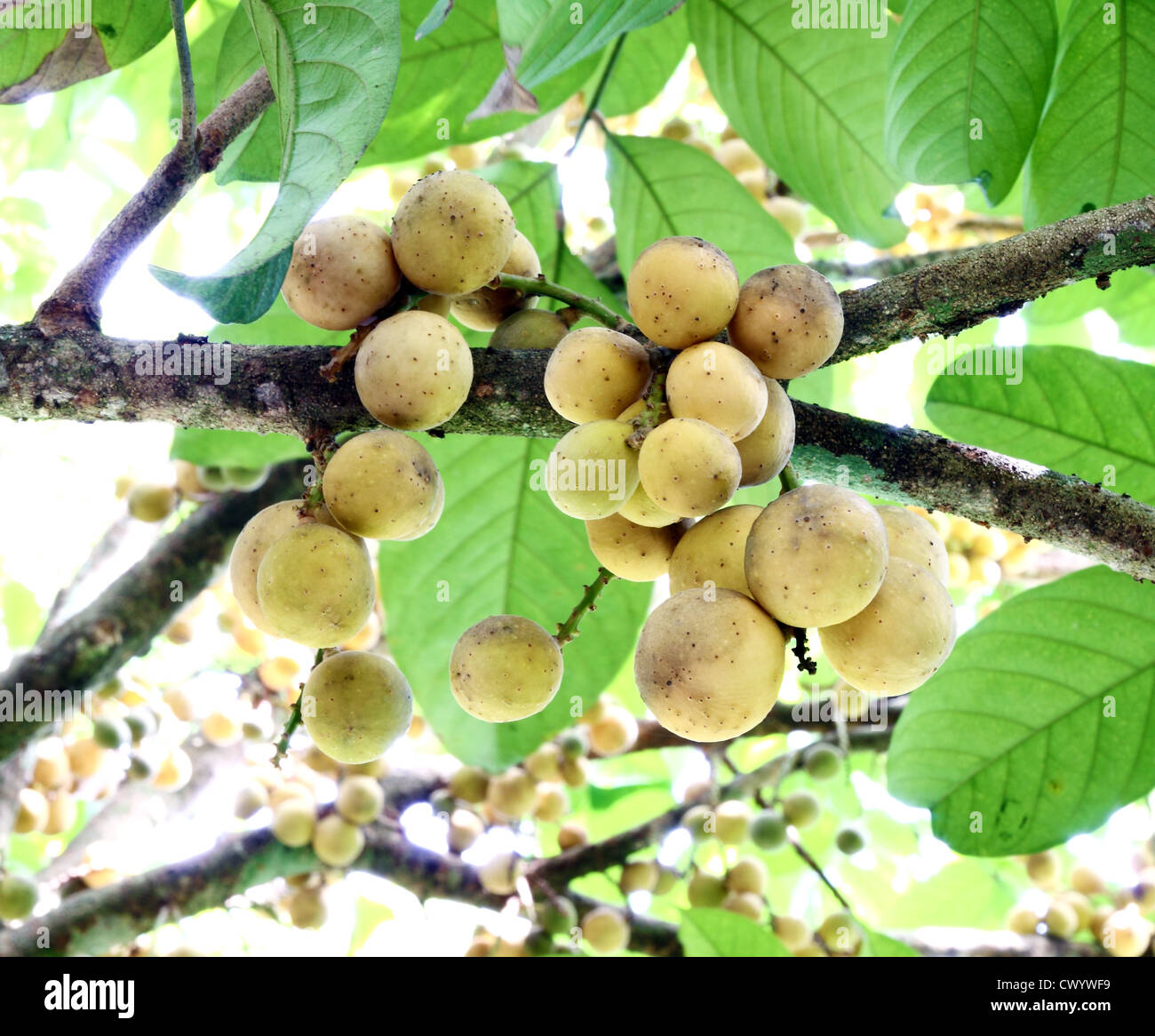 Fresh young Longkong (langsat) on tree Stock Photo - Alamy