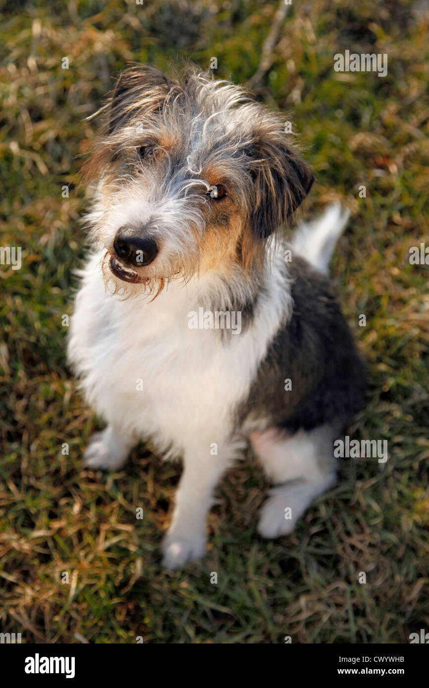 A mongrel dog dogs hi-res stock photography and images - Alamy