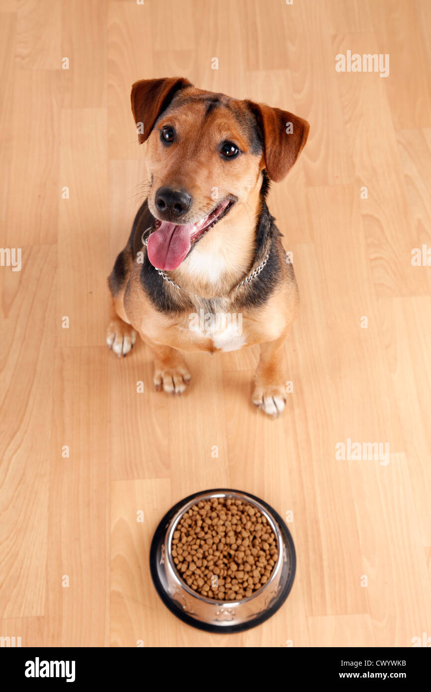 eating mongrel dog Stock Photo - Alamy