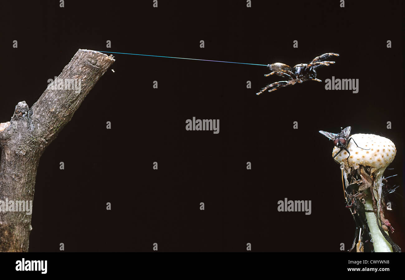 Jumping spider, Philaeus Chrysops Stock Photo - Alamy