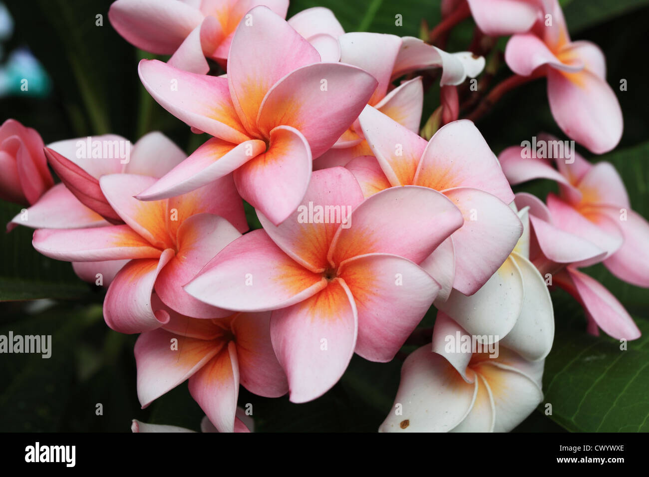 Frangipani plants hi-res stock photography and images - Alamy