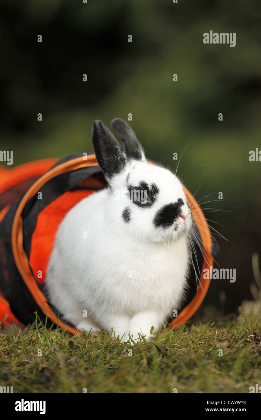 Rabbit tubes hi-res stock photography and images - Alamy