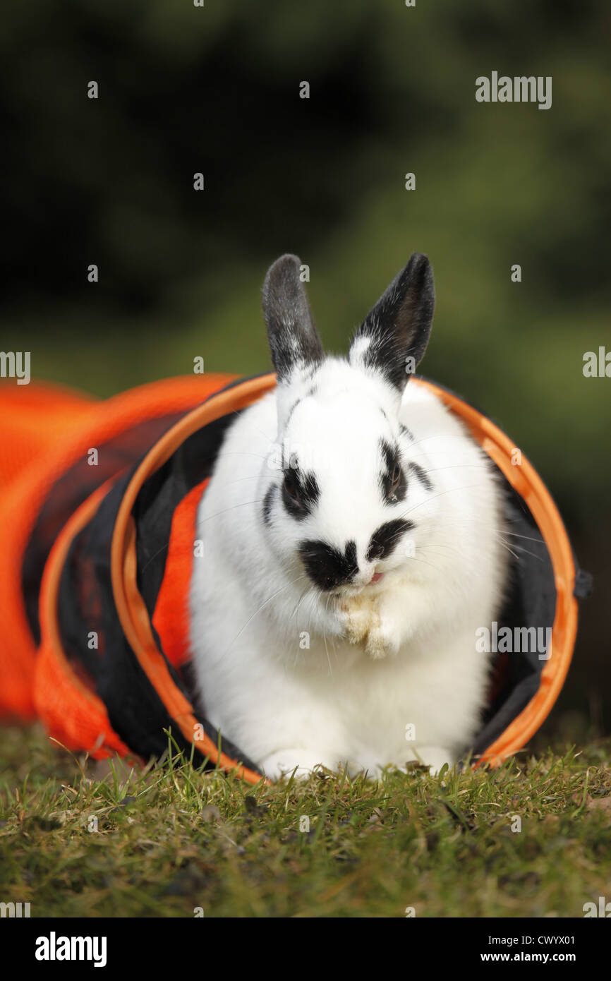 Dwarf with camera hi-res stock photography and images - Alamy