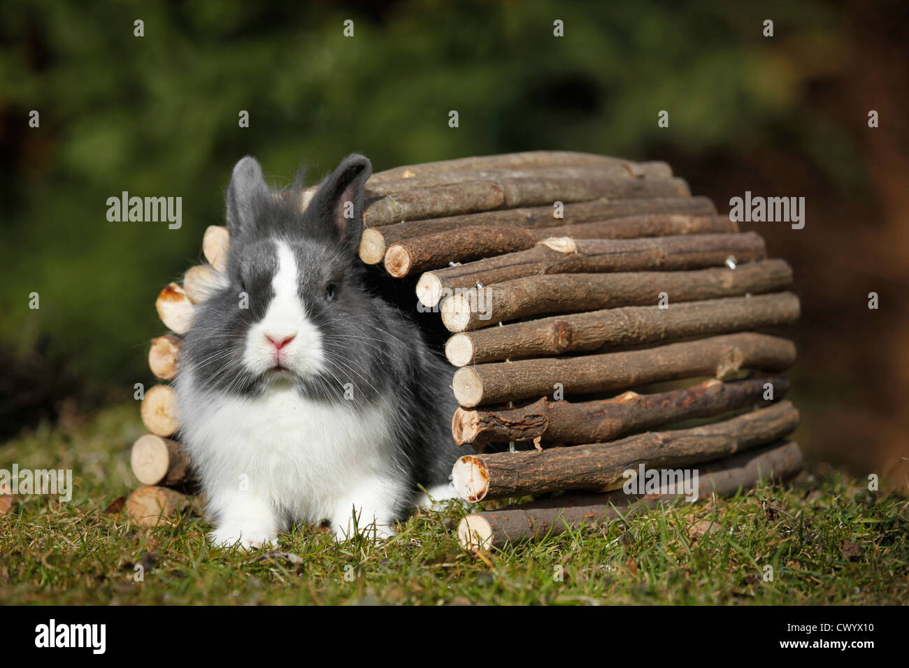 Grey and white rabbit hi-res stock photography and images - Alamy