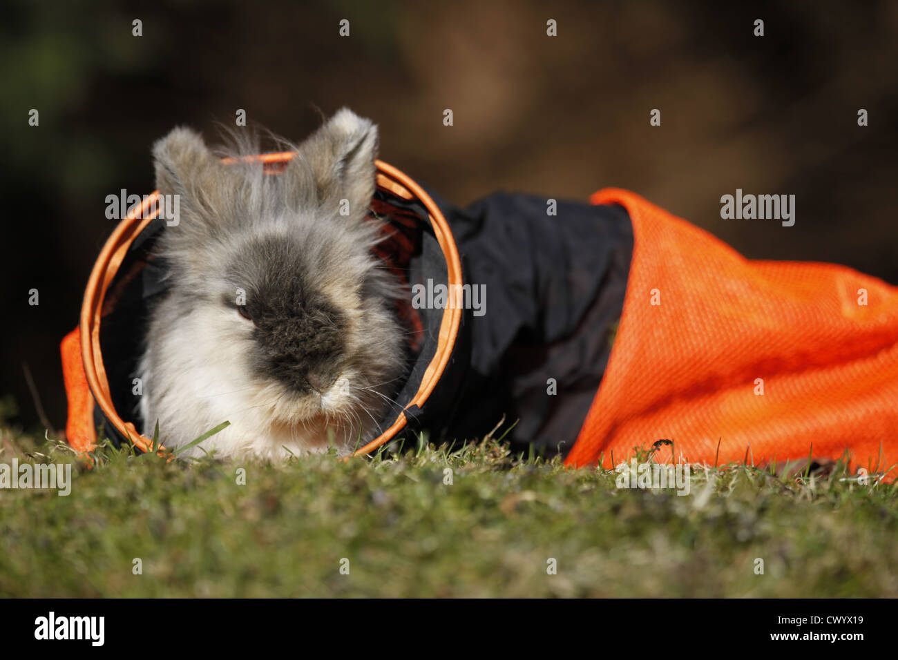 Rabbits Tunnel High Resolution Stock Photography and Images - Alamy